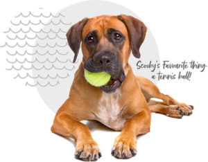 MediPet | Pet Insurance South Africa