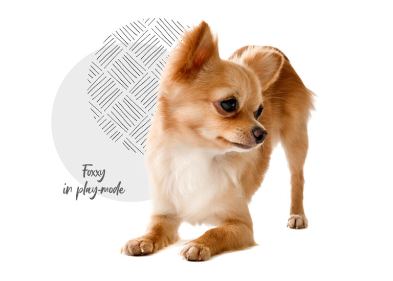 What is Pet Insurance and Why Do I Need it? | MediPet