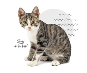 About South Africa’s Leading Pet Insurer | MediPet