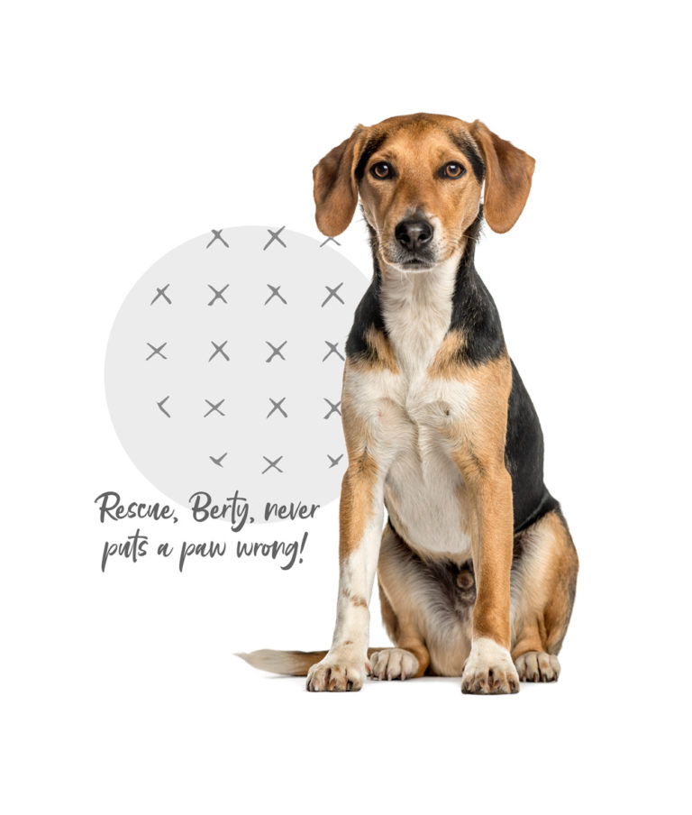 Everything you need to know - Pet Insurance Claims | MediPet