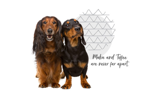 How to Make a Pet Insurance Claim - South Africa | MediPet