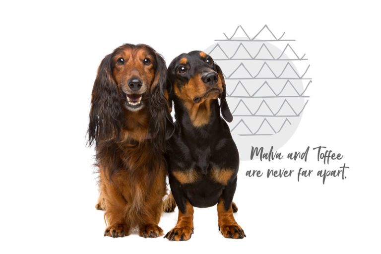 How to Make a Pet Insurance Claim - South Africa | MediPet