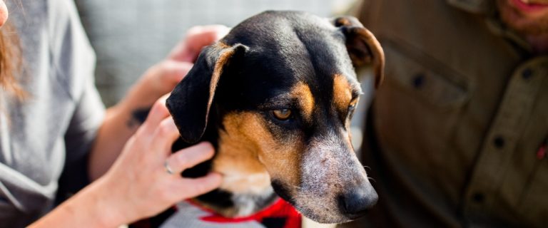 Dog Poisoning - A Complete Guide | MediPet