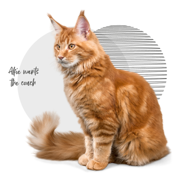View Pet Insurance Plans - South Africa | MediPet