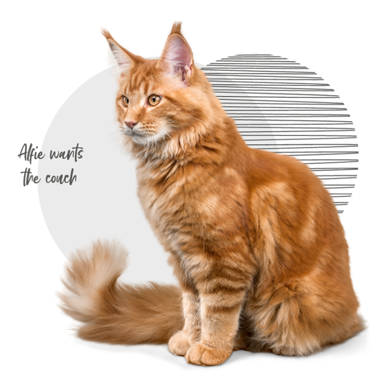 View Pet Insurance Plans - South Africa | MediPet