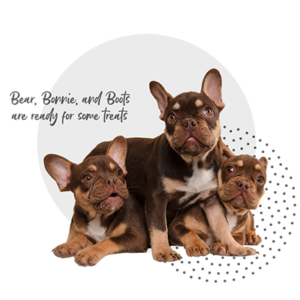 View Pet Insurance Plans - South Africa | MediPet