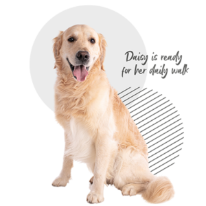 View Pet Insurance Plans - South Africa | MediPet