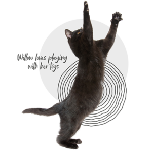 View Pet Insurance Plans - South Africa | MediPet