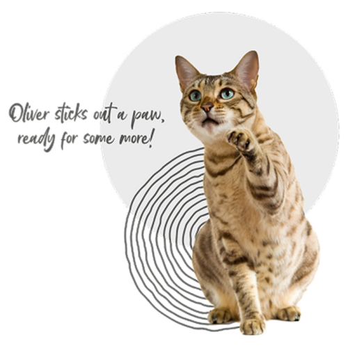 Best Pet Insurance Cover in South Africa | MediPet