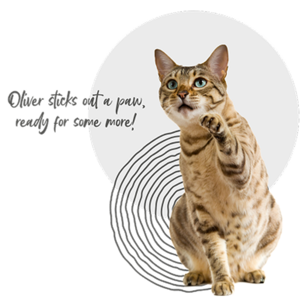 Best Pet Insurance Cover in South Africa | MediPet