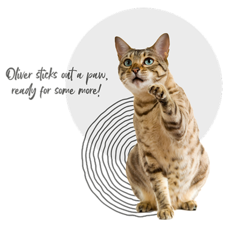 Best Pet Insurance Cover in South Africa | MediPet