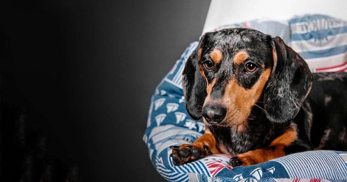 Pet Insurance for Your Dachshund in South Africa | MediPet