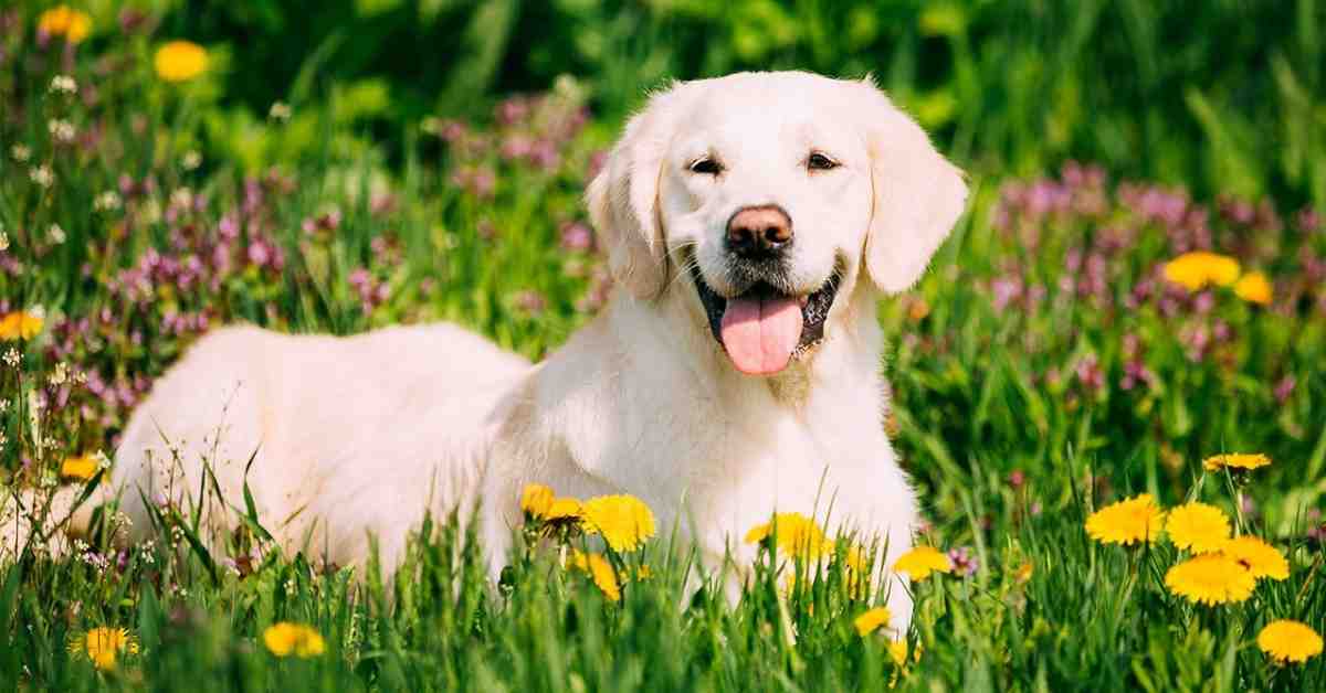 Pet Insurance For Your Labrador In South Africa - MediPet